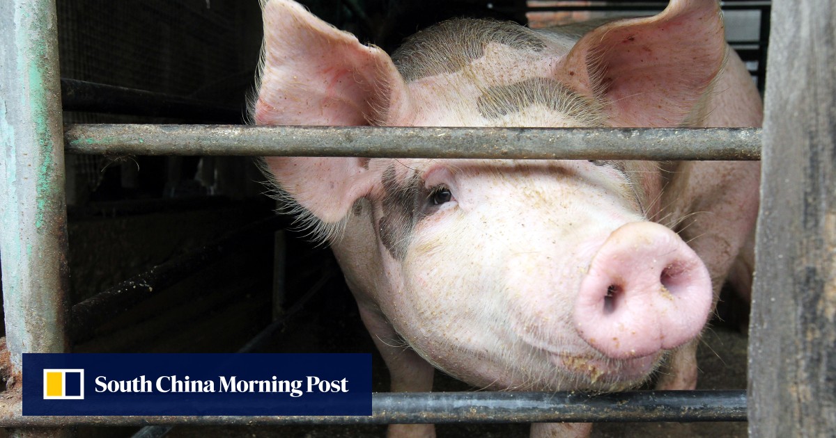 Hong Kong authorities cull 5,600 pigs at farm after finding African ...