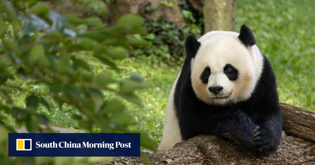 As last 3 giant pandas exit Washington’s National Zoo, will US-China ...
