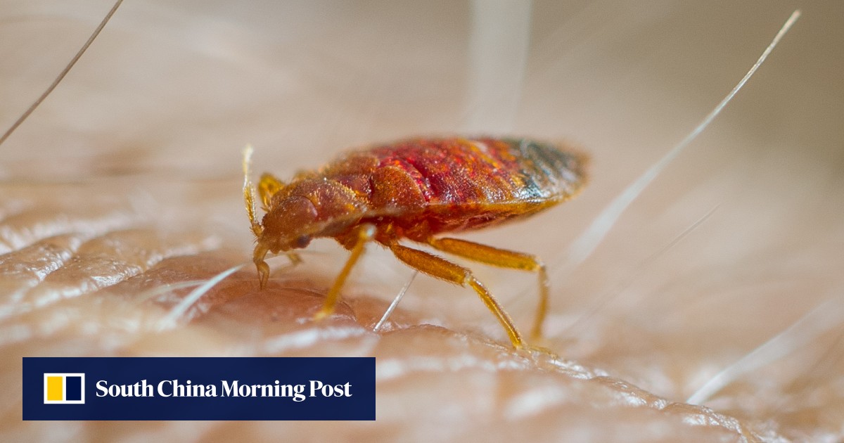 Bedbug infestation fears in Hong Kong spark panic buying of ...