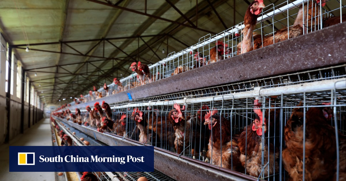 China’s ‘best defence’ is poultry vaccine as bird flu spreads from ...