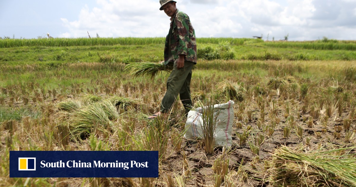 Southeast Asian rice farmers brace for El Nino’s wrath as crops wither ...