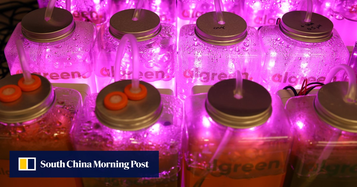 Hong Kong biotech graduates come up with ‘microalgae’ solution to ...