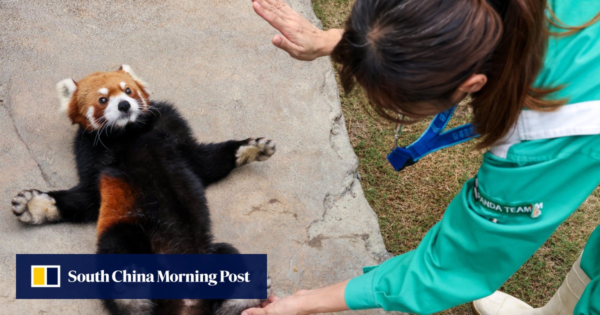 Red panda population at Hong Kong Ocean Park to increase, as more on ...