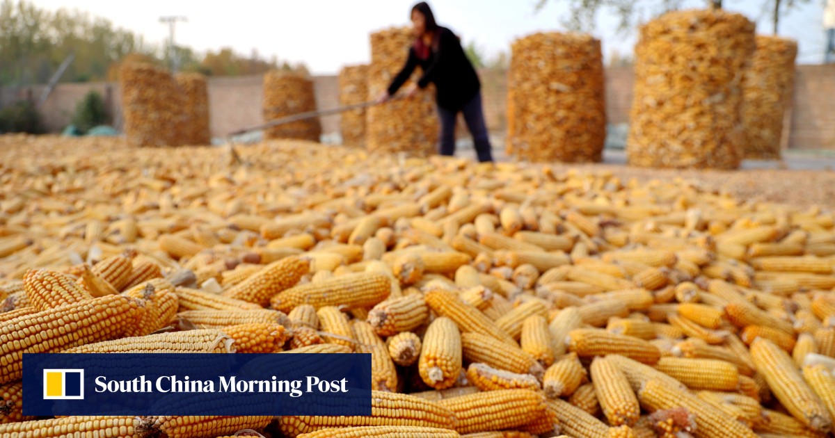 US-China joint study challenges theory on the origins of modern corn ...