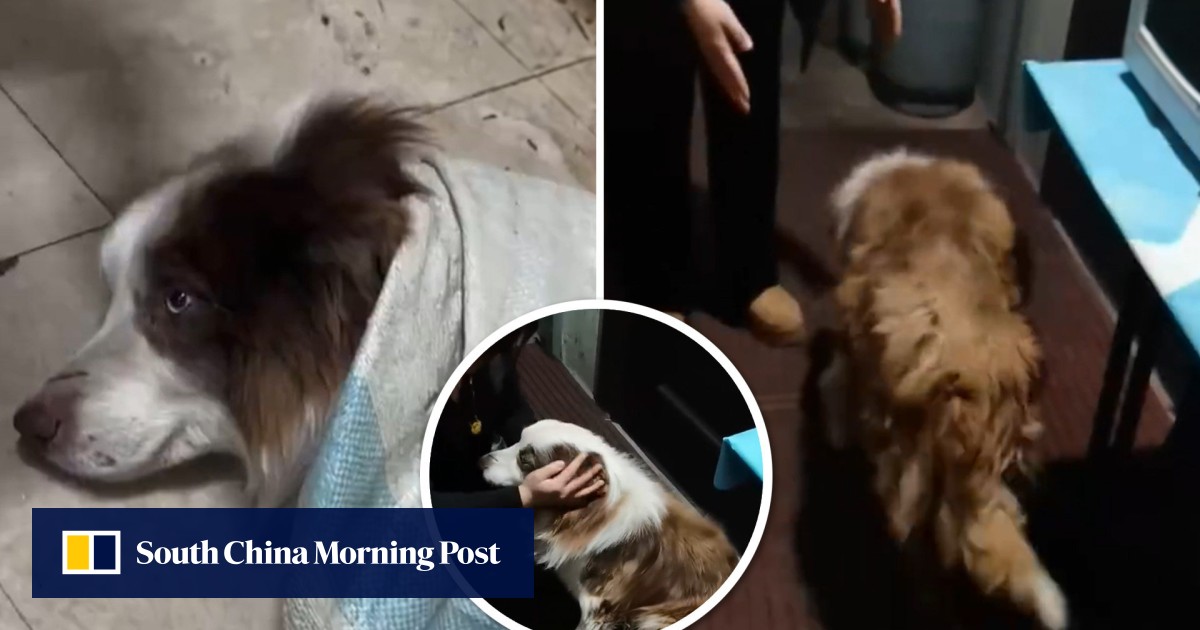‘Too cold-blooded’: China animal lover who saved Border Collie marked ...