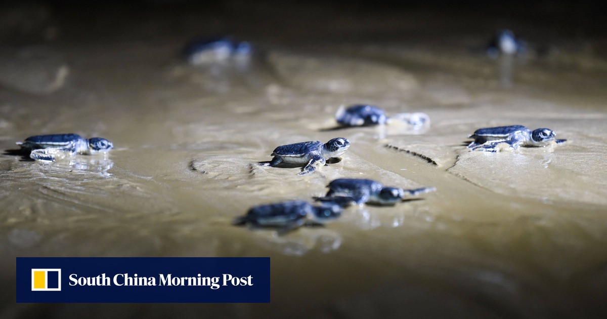 As Pakistan’s urban sprawl spreads, green turtles fight for survival in ...