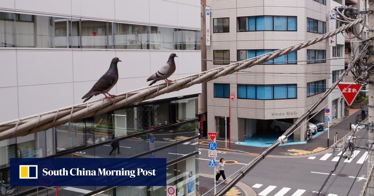 Tokyo taxi driver arrested for killing pigeon in hit and run: ‘roads ...