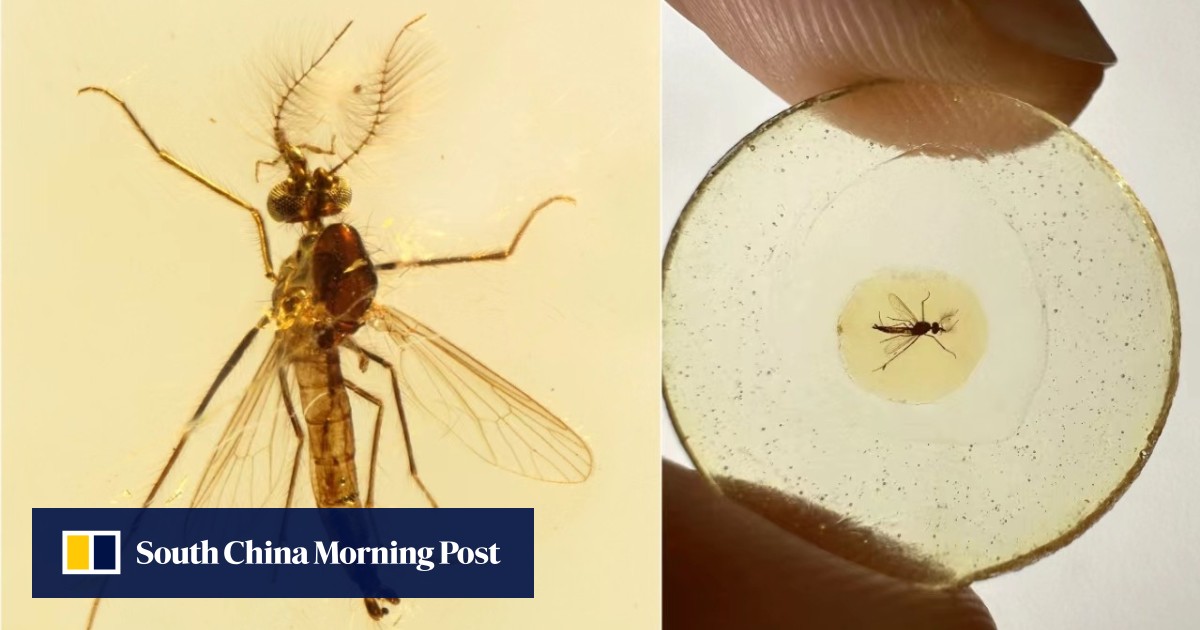 ‘But it’s male’: scientists report earliest known mosquito fossil from ...