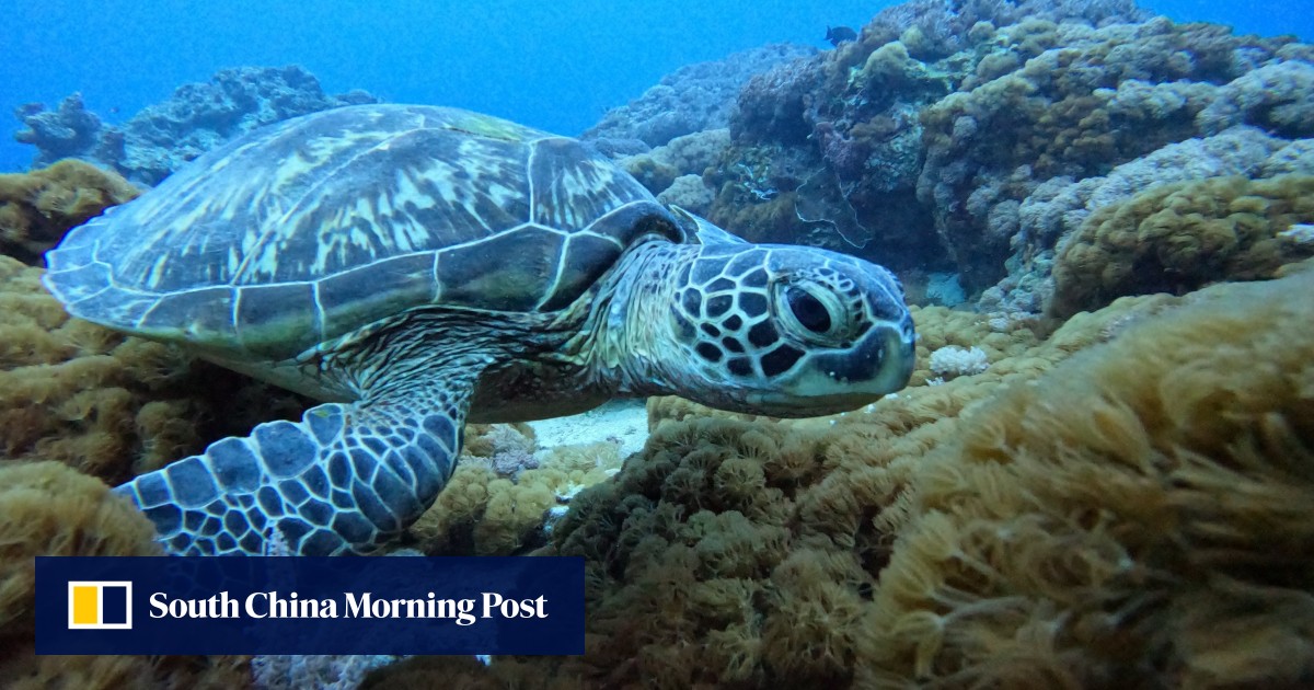 How a plan to save a Taiwan island’s sea turtles turned catastrophic ...