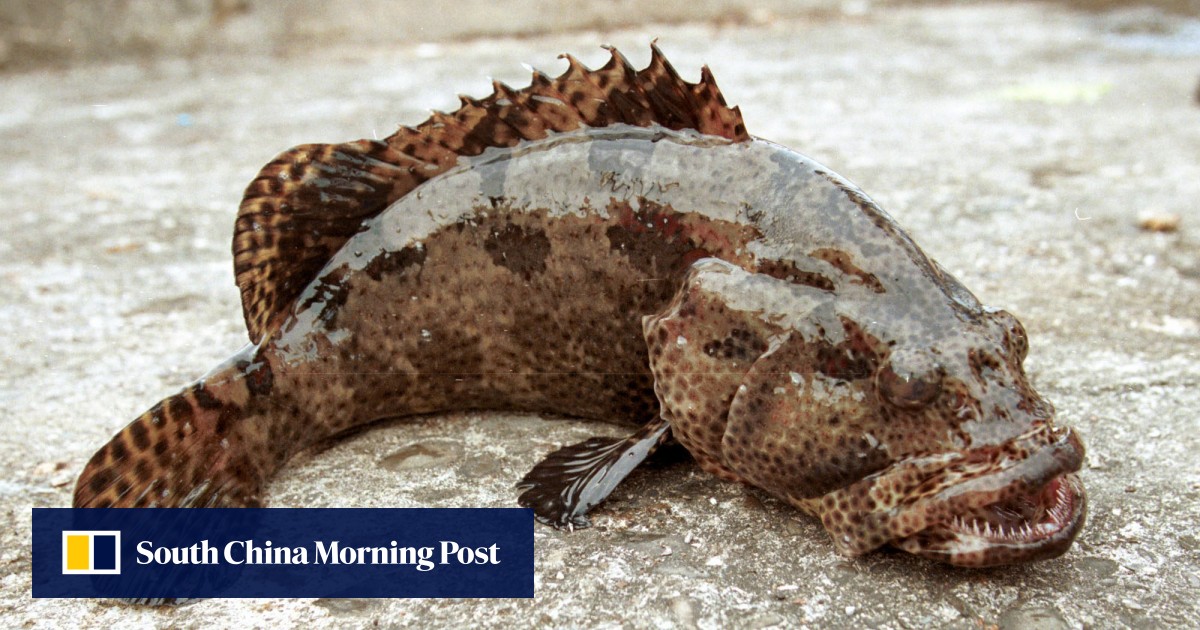 Mainland China allows Taiwan grouper fish imports to resume just weeks ...