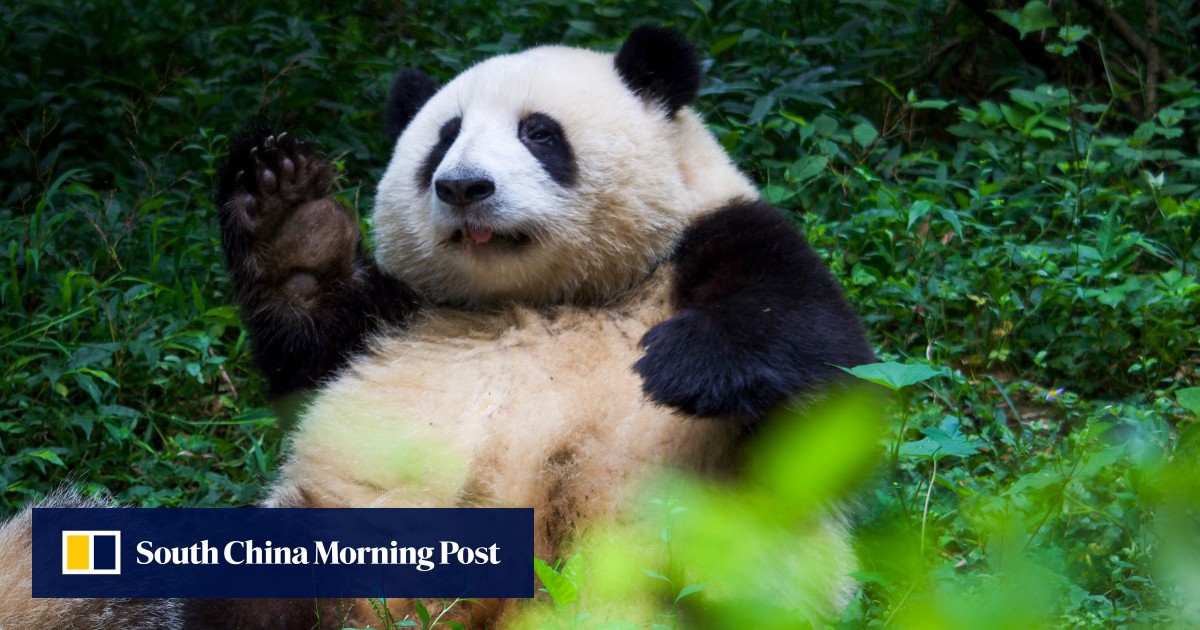 China’s giant pandas at Chengdu base will take Mondays off from ...
