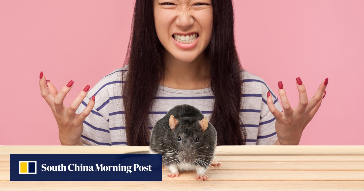 ‘Biggest daredevil of 2023’: China student takes revenge on mouse that ...