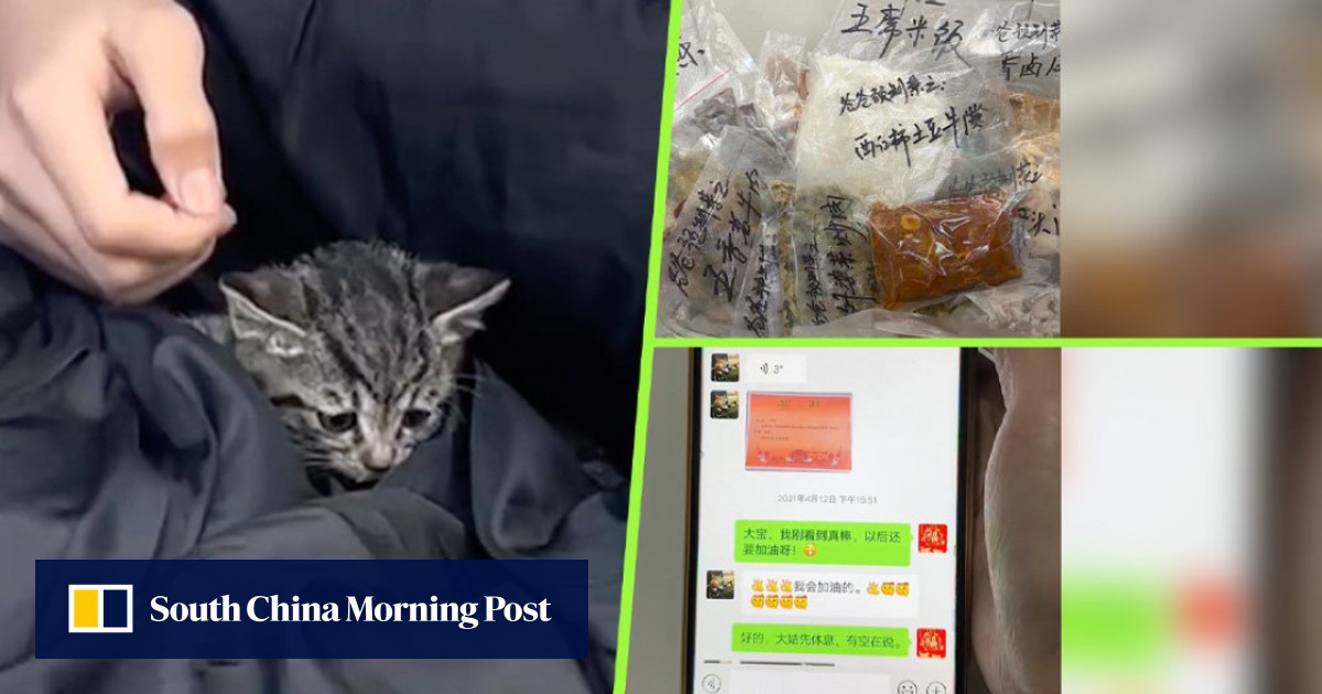 Loving China: ‘kitten superhero’ catches falling feline, doting father ...