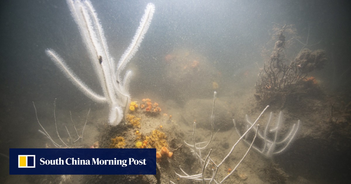 Hong Kong’s Victoria Harbour home to more than 30 coral species ...