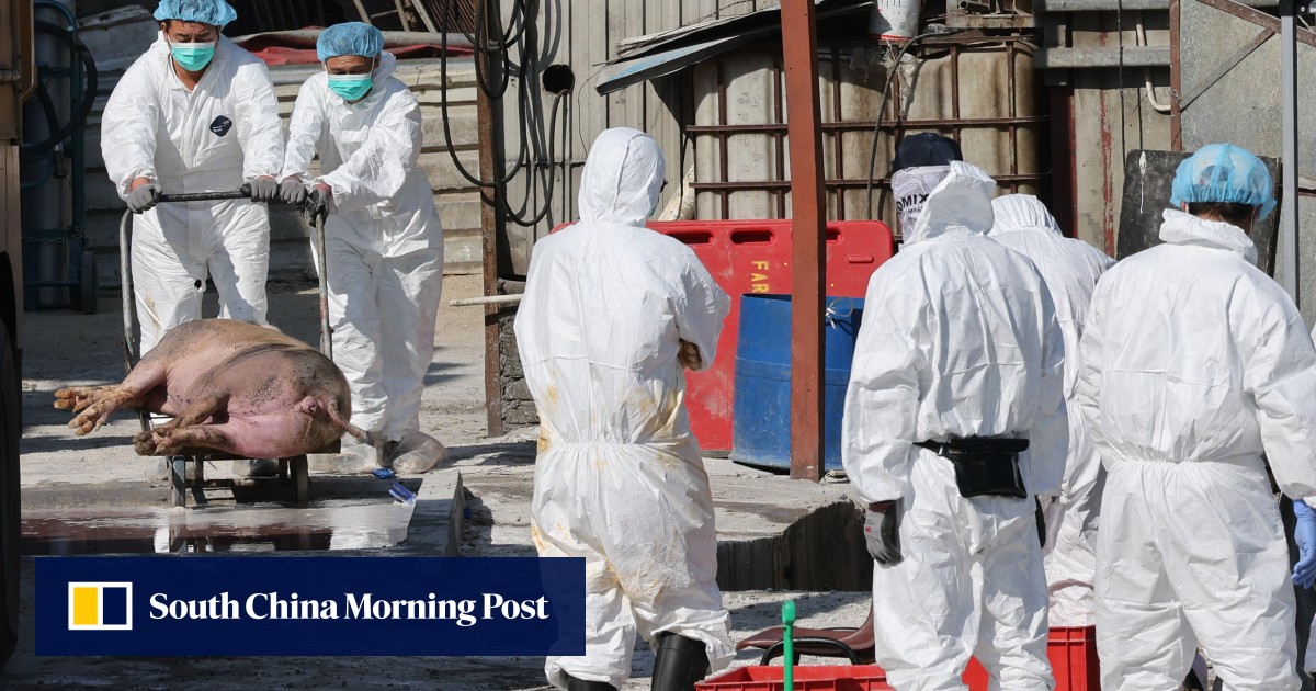 Can Hong Kong learn to live with African swine fever? Expert says mass ...