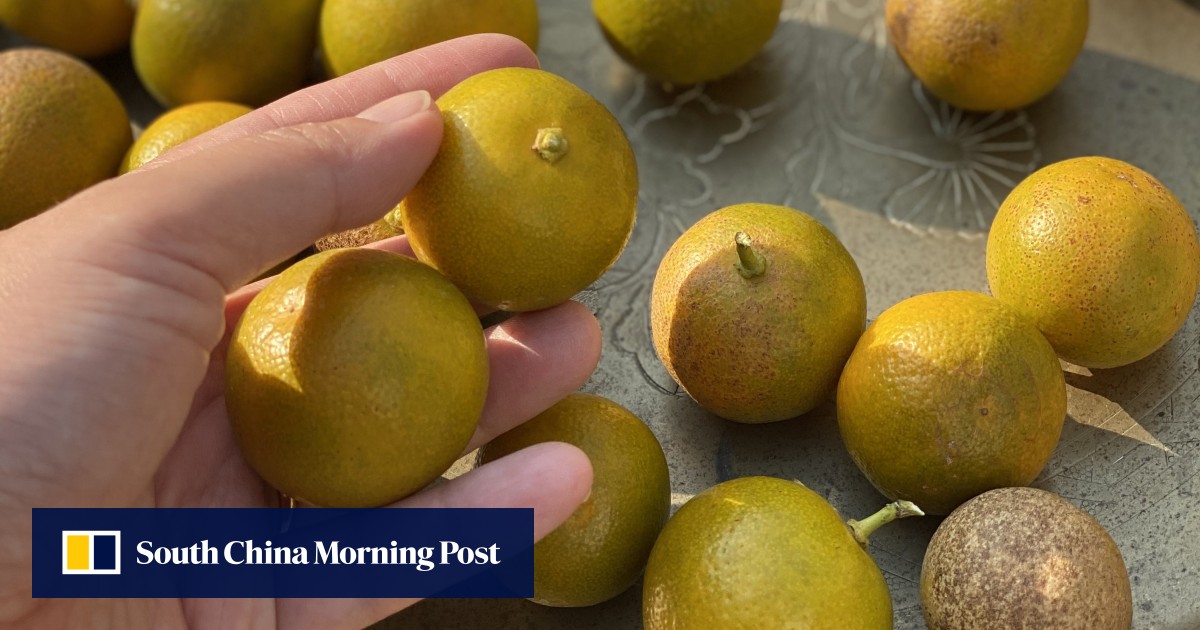 What is a kumquat? Seen everywhere at Lunar New Year, the citrus fruit ...