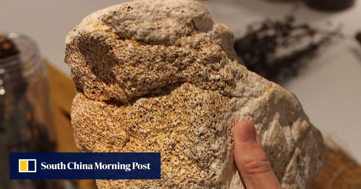 ‘Dragon bones’: did early humans in China collect ancient fossils for ...