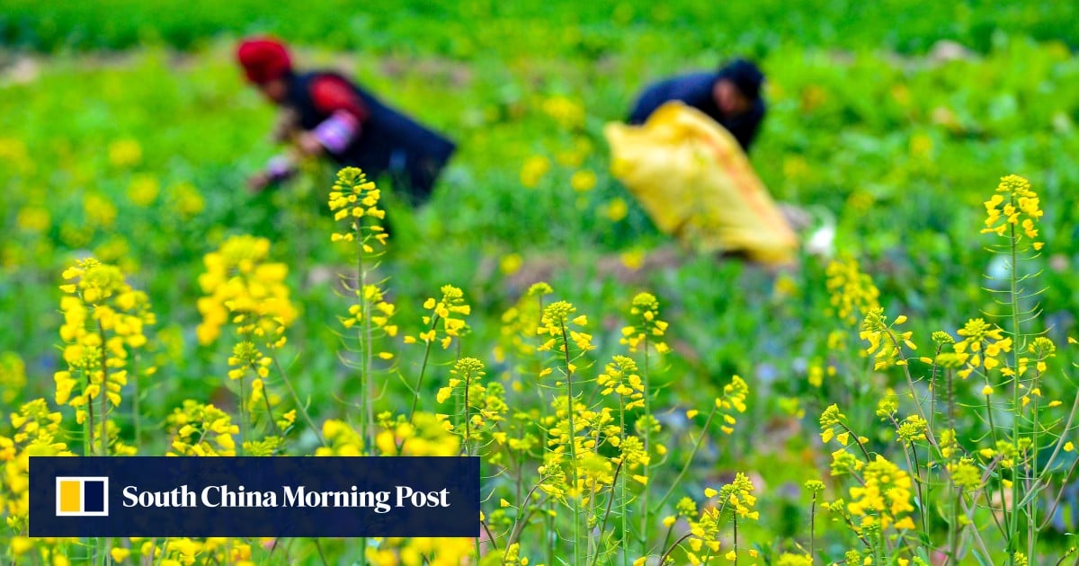 Chinese scientists create plant gene-editing tool ‘even school students ... Chinese scientists create plant gene-editing tool ‘even school students ...