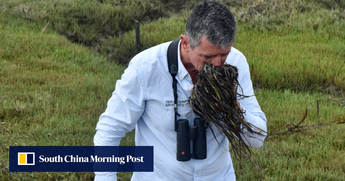 Is ‘sea rice’ the next superfood? Eelgrass – sustainable, with nutrient ...