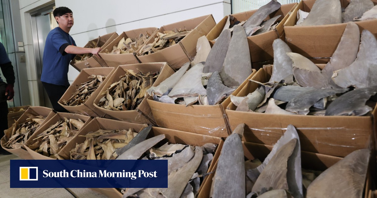 Hong Kong customs seizes HK$6.4 million worth of dried shark fins from ...