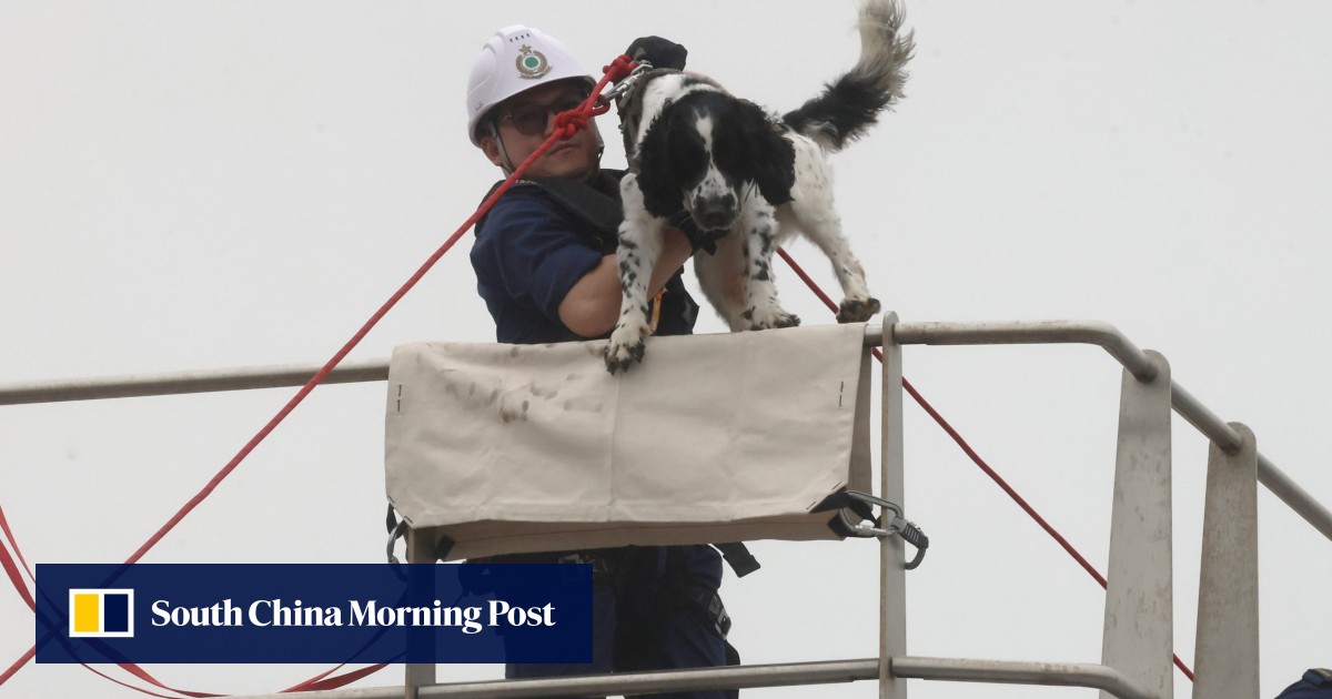 Hong Kong customs to offer regional sniffer dog training after its ...