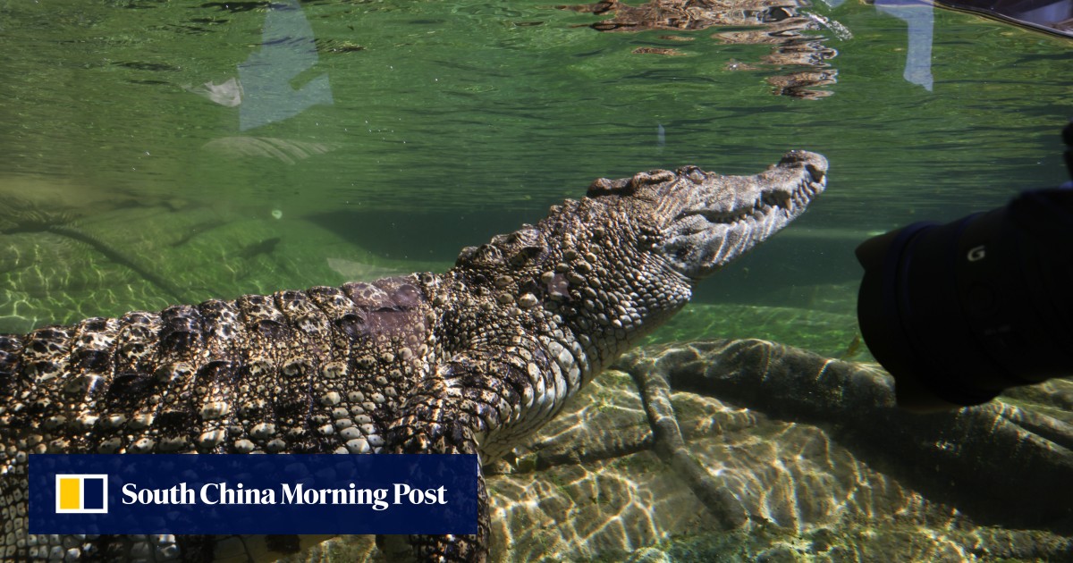 Hongkongers can visit rescued 2-metre-long crocodile named Passion at ...