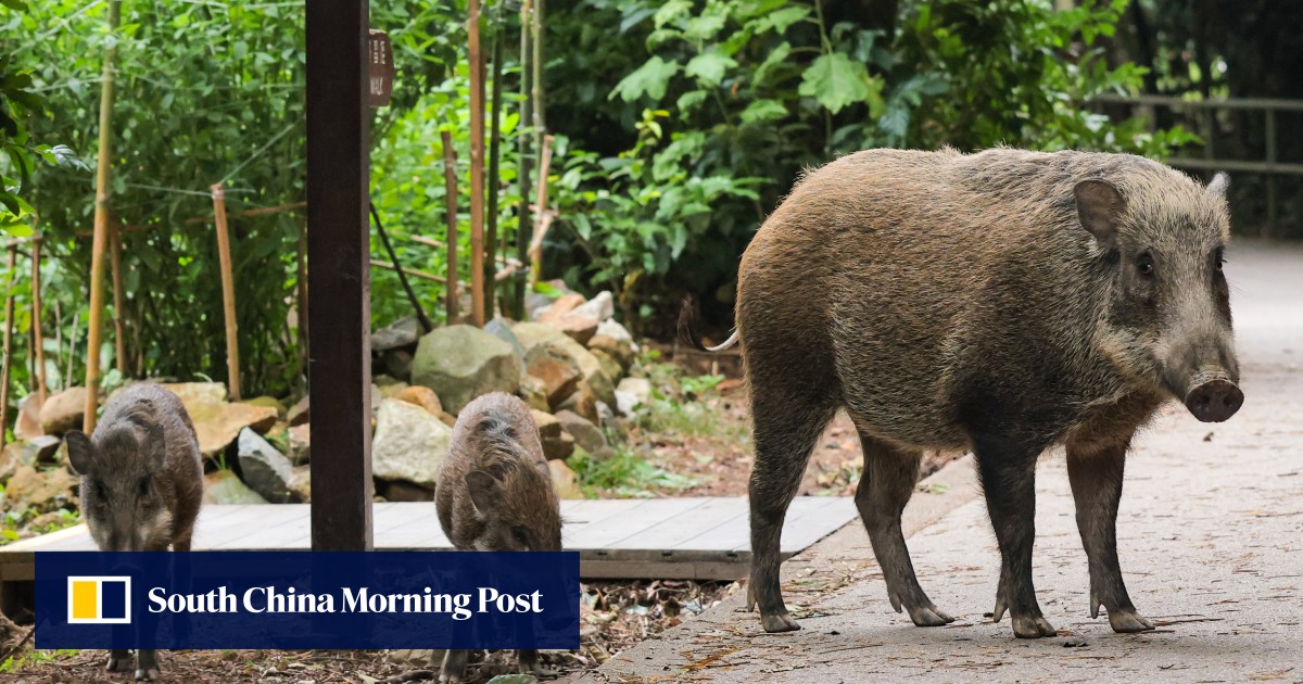 Hong Kong’s wild boar numbers dropped by 26% last year as authorities ...