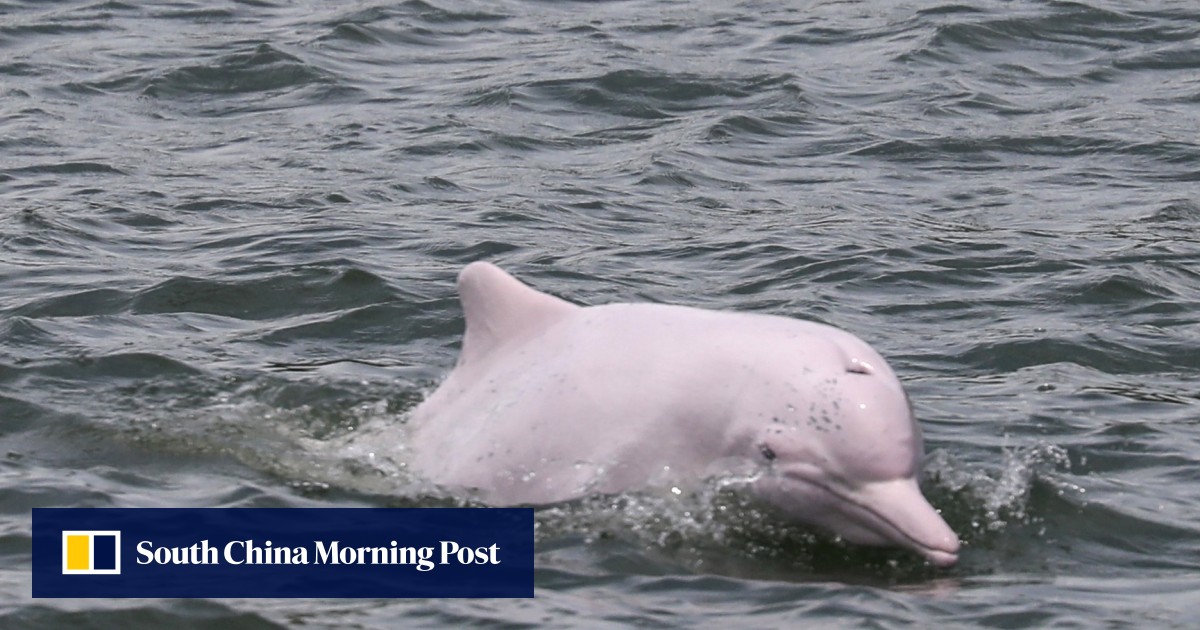 Letters | Hong Kong must not sacrifice pink dolphins to infrastructure ...