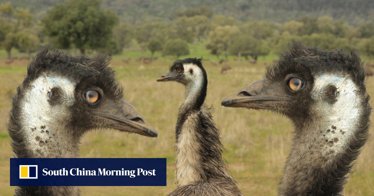 Early birds: sweeping new study reveals when birds of a feather ...