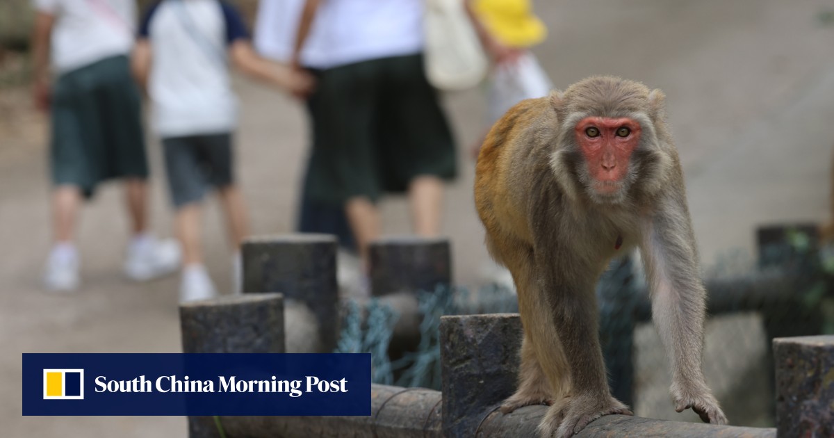 Hongkongers defy warnings, feed monkeys at country park, as man fights ...