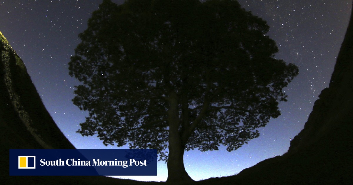 2 men charged with cutting down Britain’s famous ‘Robin Hood Tree’ at ...