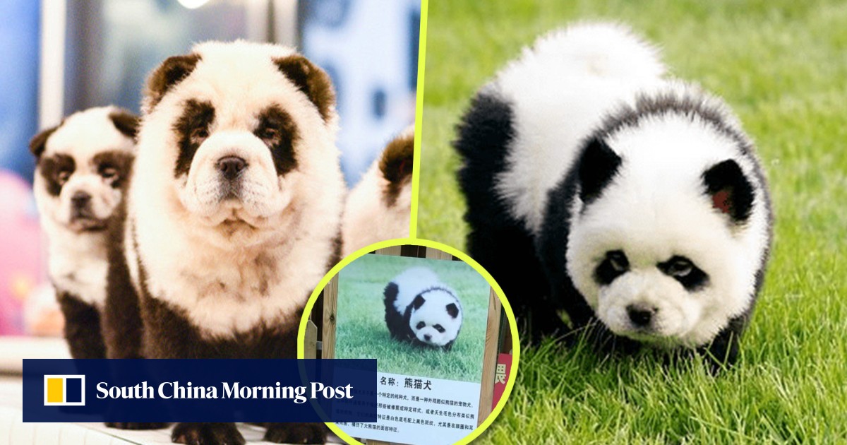 ‘Panda dogs’ in China zoo spark row as pups are actually dyed canines ...