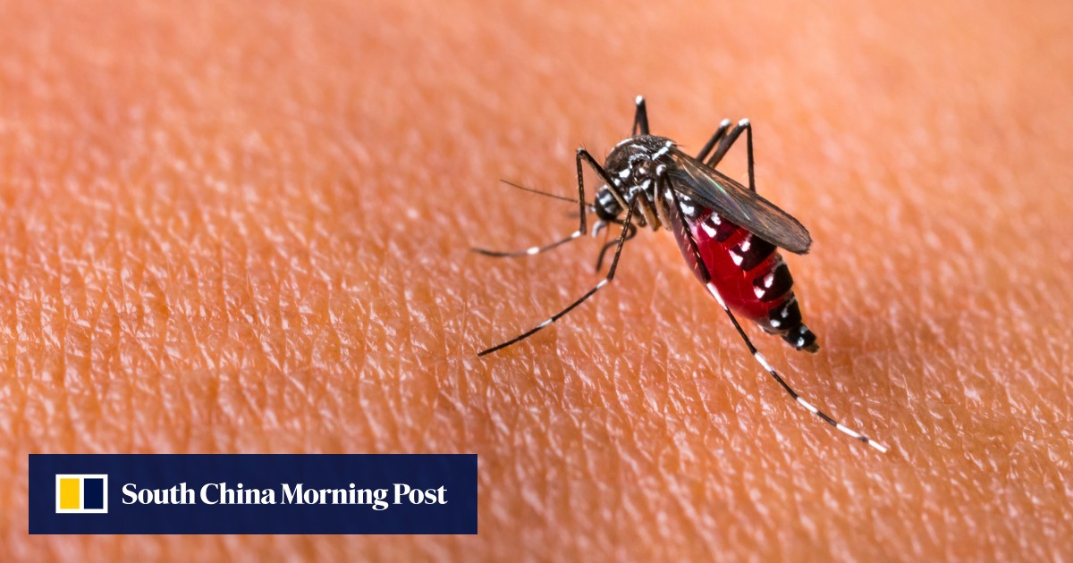 Hongkongers applying DEET-based repellents to keep mosquitoes at bay ...