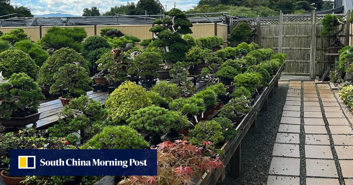 Bonsai burglars: Japan sees surge in tiny tree thefts, prompting ‘angry ...