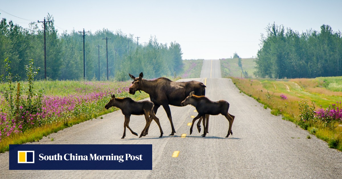 Moose kills man trying to take photos of her newborn calves in Alaska ...