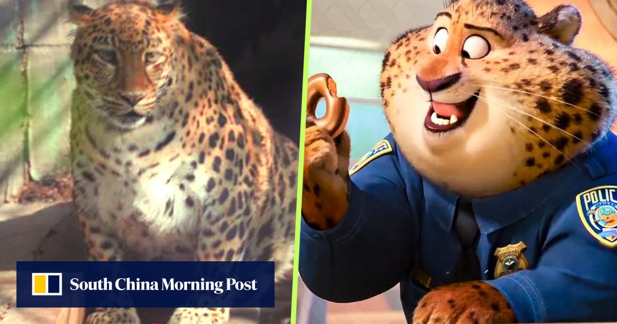China zoo halts weight-loss plan for famous overweight leopard that ...