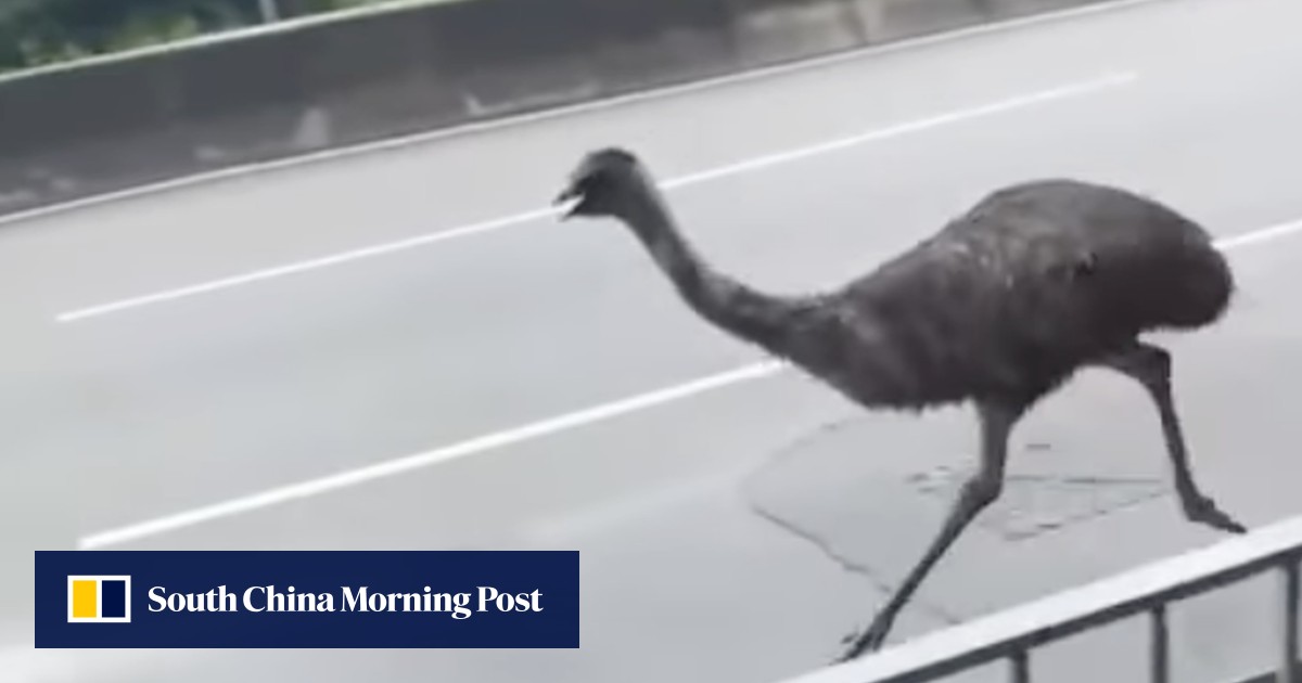 Emu caught by Hong Kong authorities in car park after 3-hour chase in ...