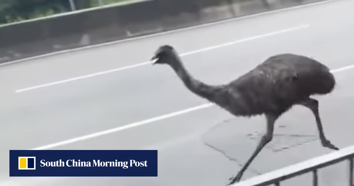 Runaway emu will be found new Hong Kong home if owner not identified ...