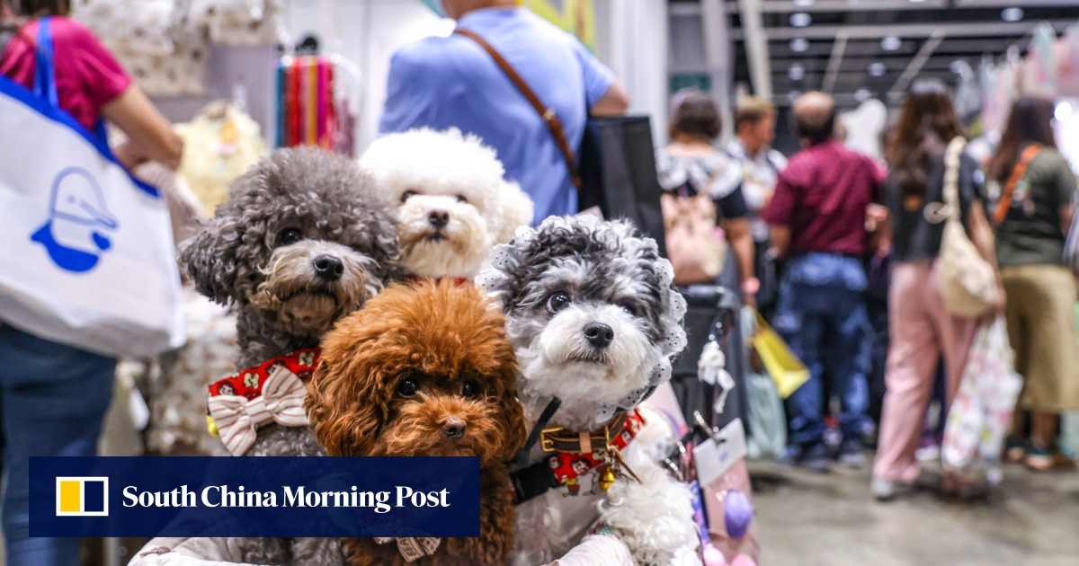 Hong Kong watchdog warns pet owners to be wary of animal boarding ... Hong Kong watchdog warns pet owners to be wary of animal boarding ...
