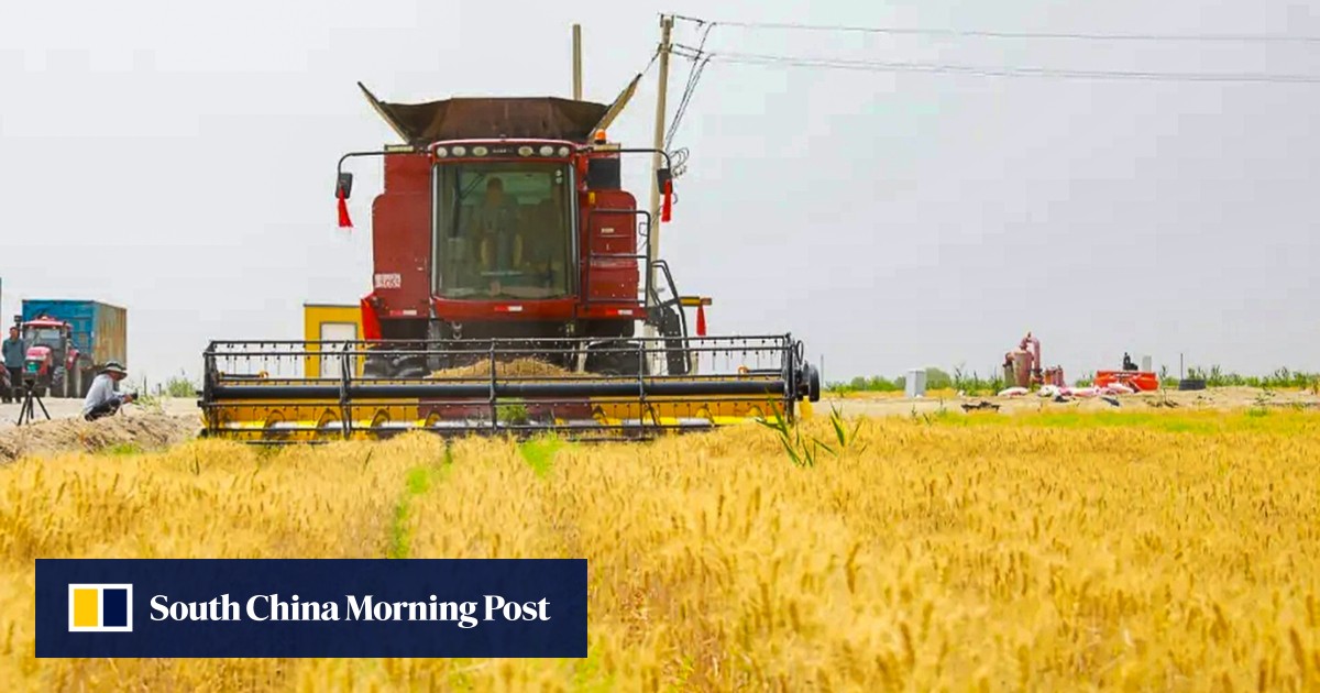 Xinjiang’s 400-hectare desert wheat harvest is a milestone in China’s ...