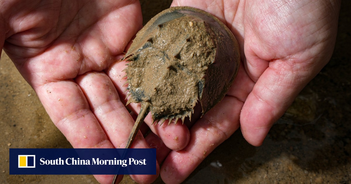 Hong Kong scientists team up with Ocean Park to save rare horseshoe ... Hong Kong scientists team up with Ocean Park to save rare horseshoe ...
