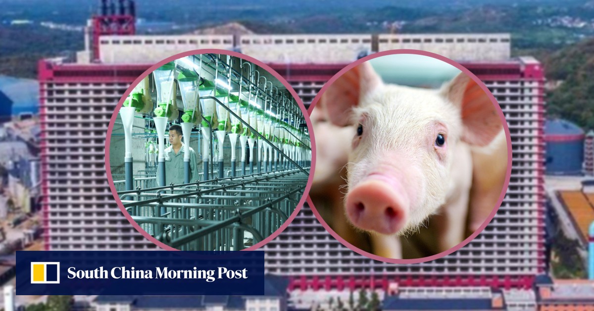 High on the hog: skyscraping hi-tech China swine farm produces 1.2 ...