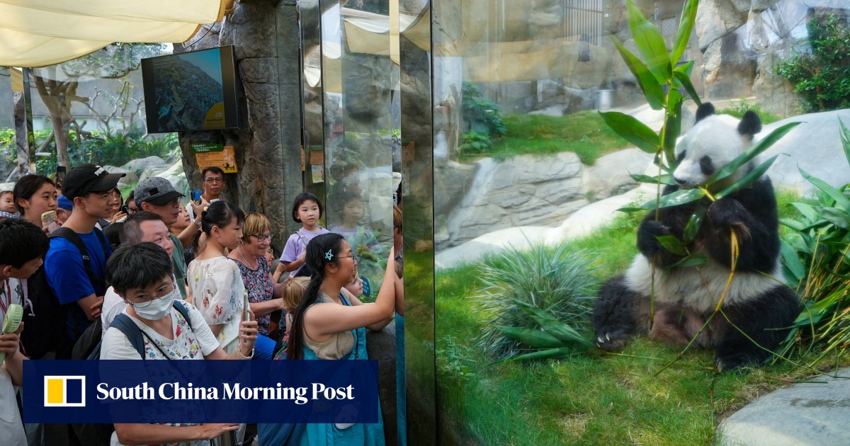 Hongkongers wish to see baby pandas born in city, tourism chief tells ...