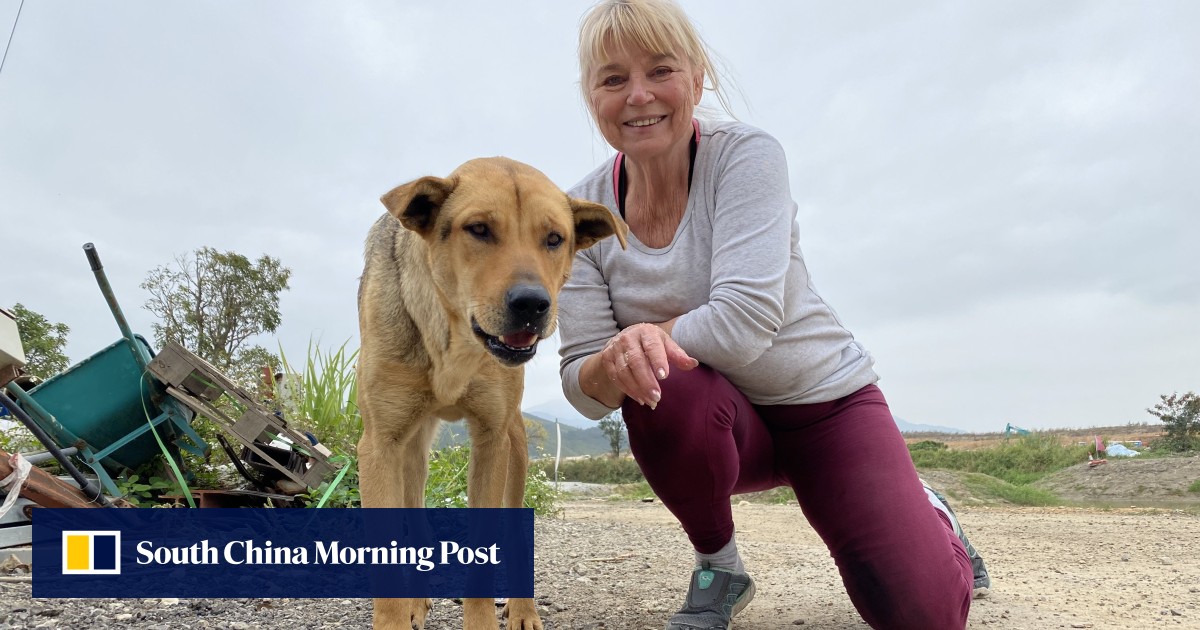 Hong Kong dog shelter bleeds cash, seeks donors to help pay food and ...