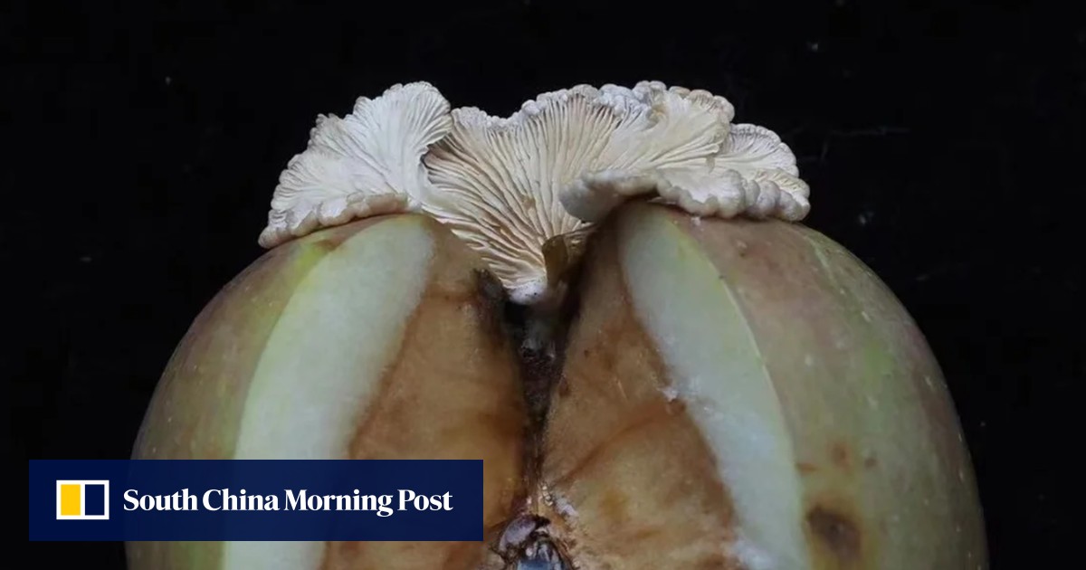 The viral ‘apple fungus’ that’s intriguing the Chinese internet – and ...