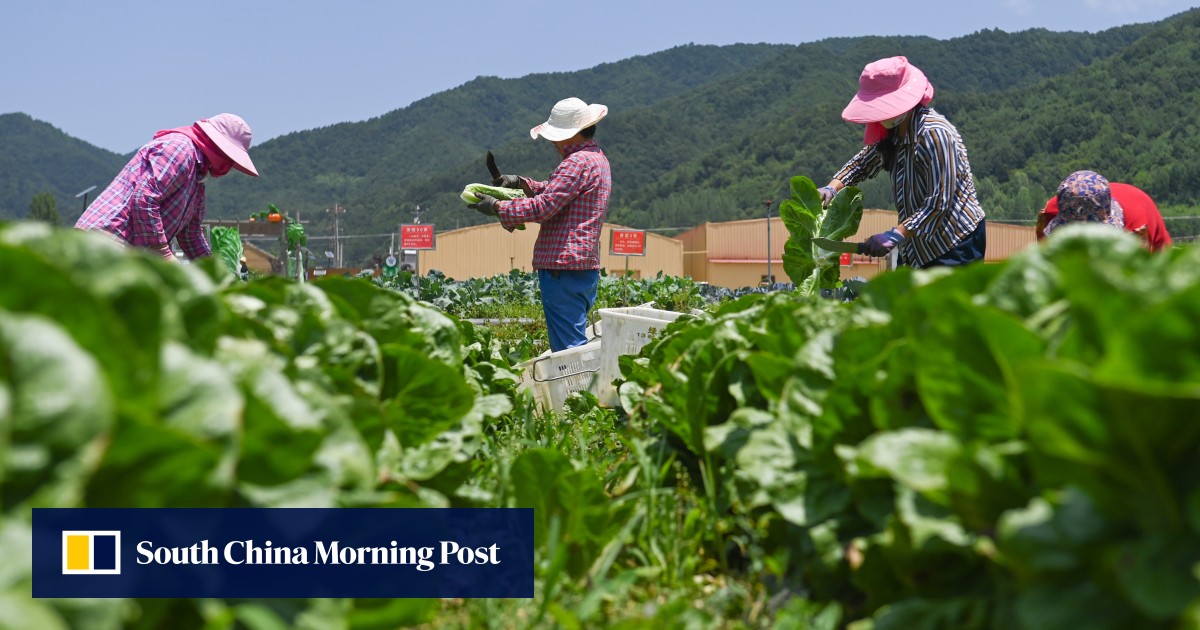 China’s rural land reform could be a cash cow for farmers after bold ...