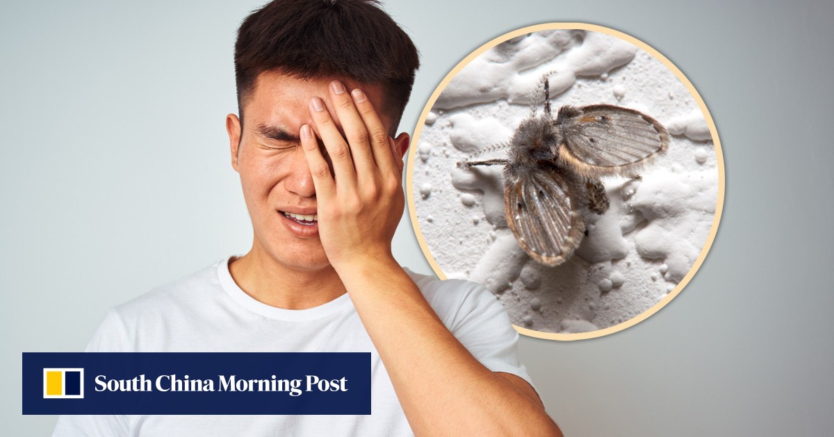 Fly-swatting man in China loses eye after killing pesky insect that ...