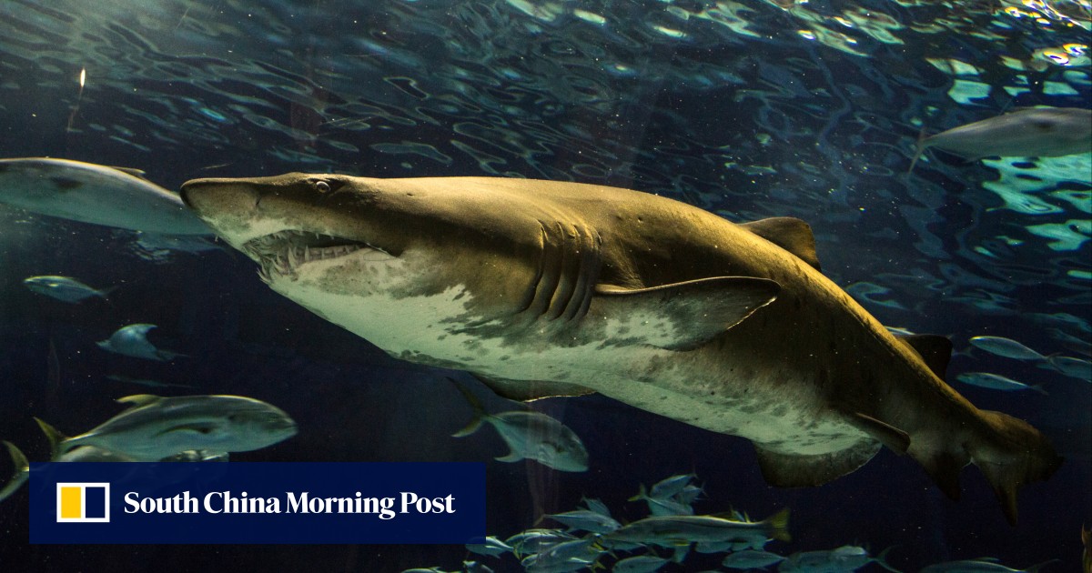 Sharks off Brazil’s Rio de Janeiro test positive for cocaine | South ...