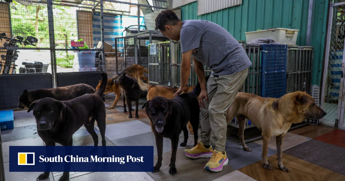 Surge in stray dogs in Hong Kong’s New Territories sparks calls for ...
