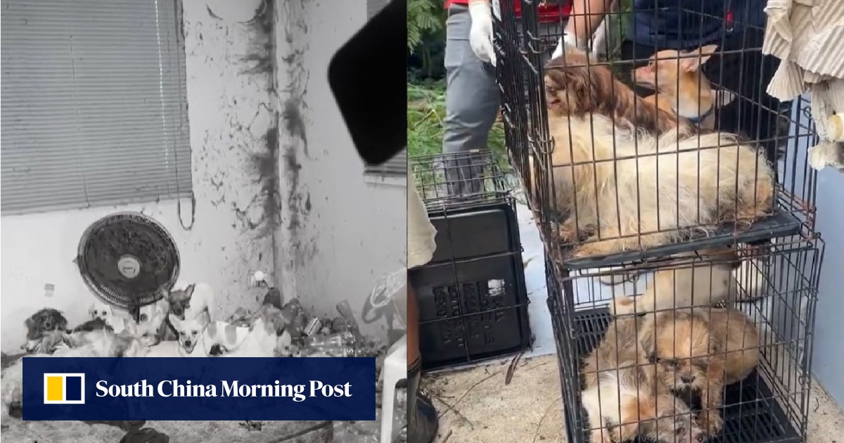 28 starving dogs in Bangkok survive by feeding on dead owner’s leg ...